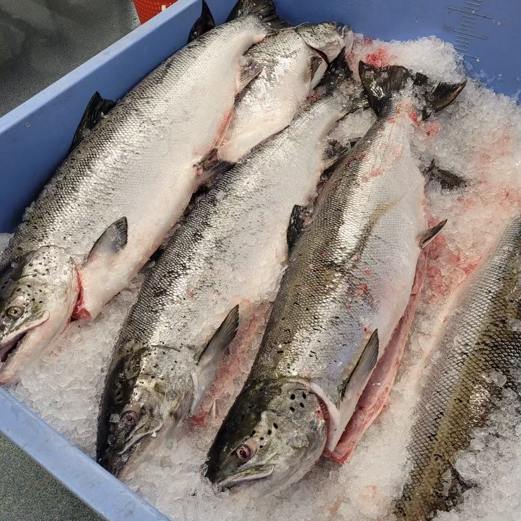 Miljömärkta fisk och skaldjur MSC ASC KRAV märkta – Miljöfiskbilen